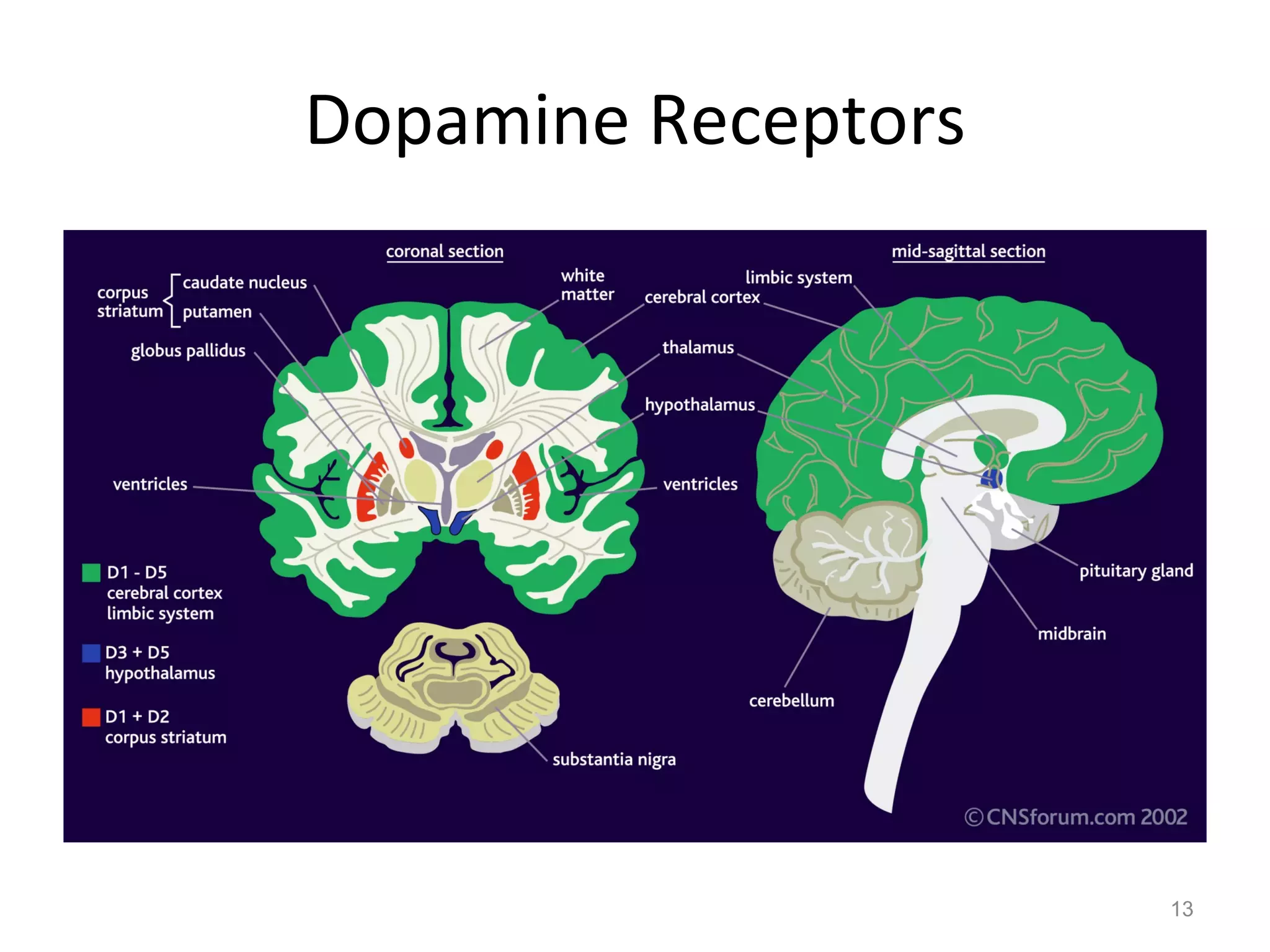 Neurotransmitter - Dopamine | PPT