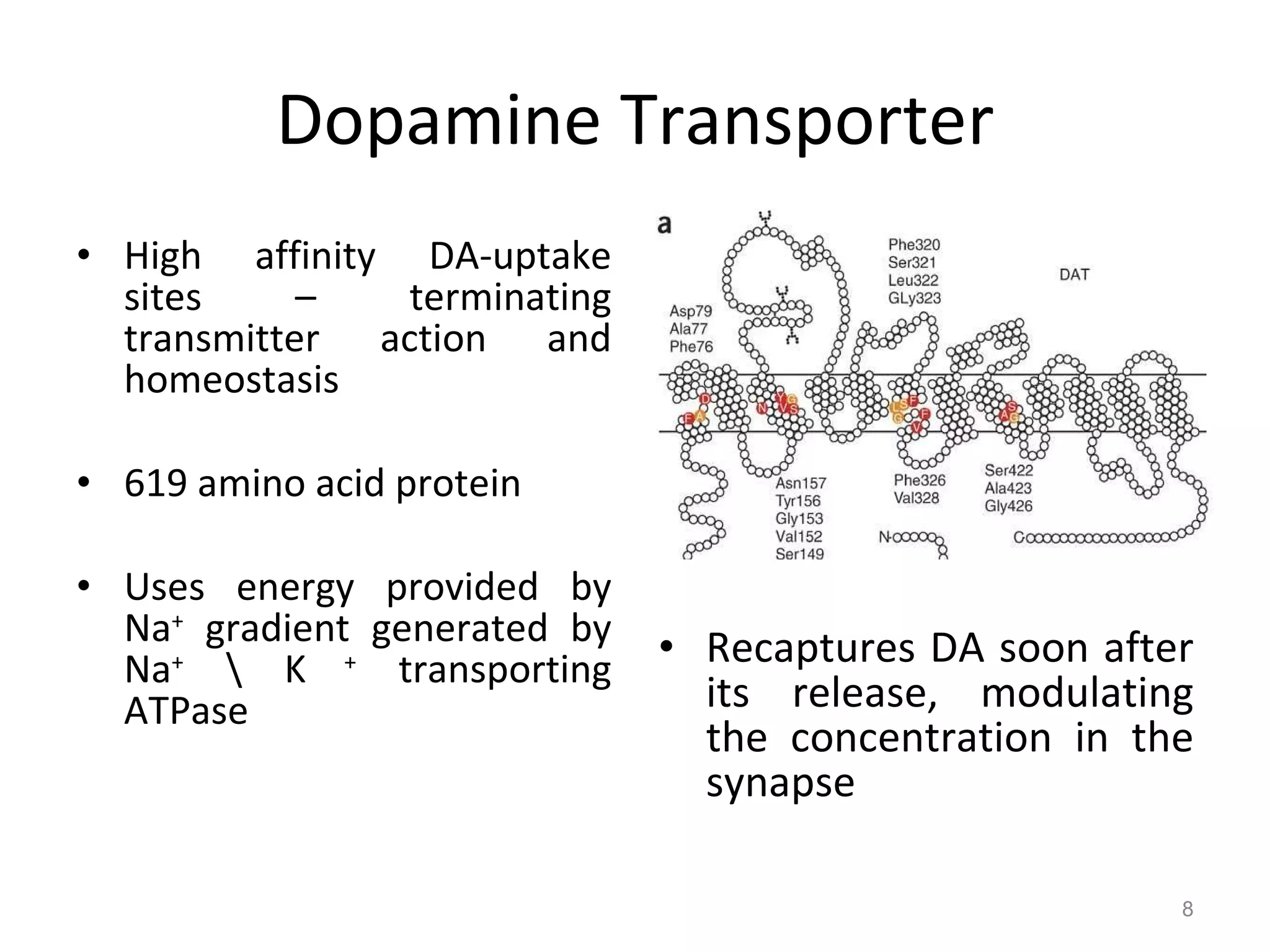 Neurotransmitter - Dopamine | PPT