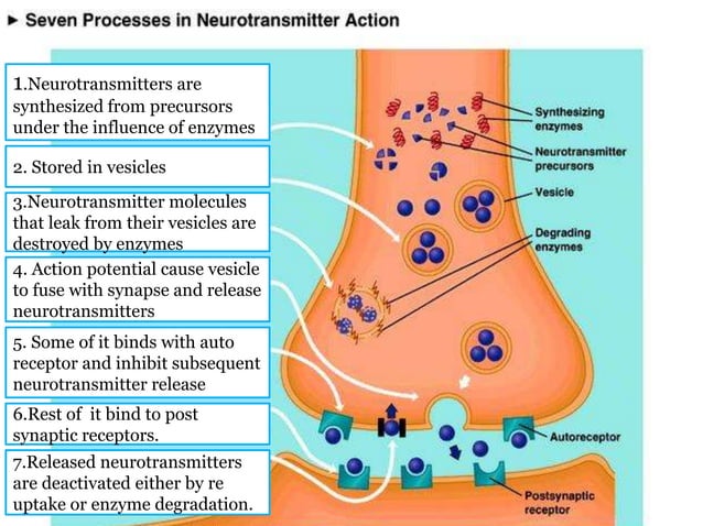 Neurotransmitters | PPT