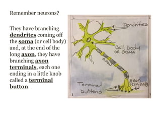 Neurotransmitters | PPTX