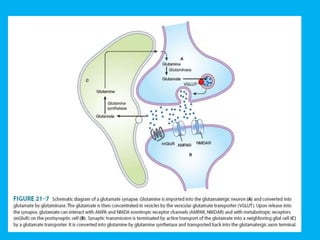 Neurotransmitters and neurohumoral transmission | PPTX