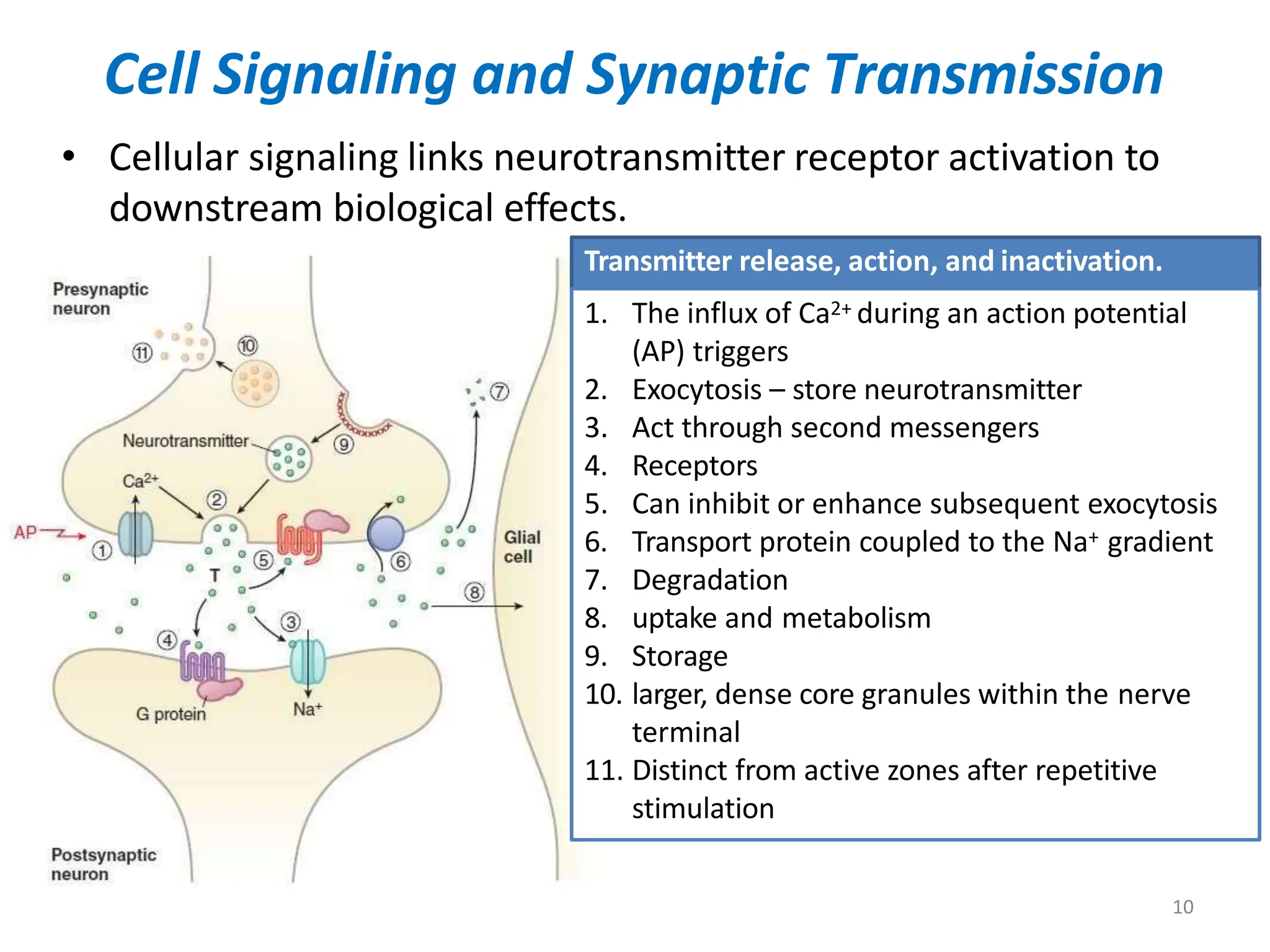 neurotransmitters-Histamine, Acetylcholine,Dopamine,GABA,Amino acid,Glutamate,Glycine ...