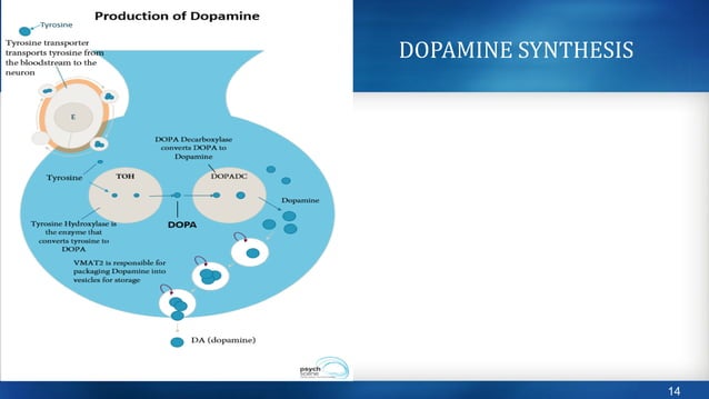 Neurotransmitters- serotonin & dopamine by dr. rujul modi | PPT