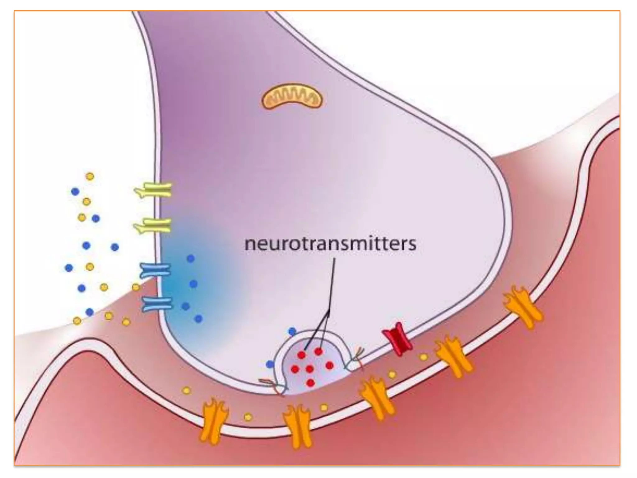 Neurotransmitters and its mechanism of action | PPTX