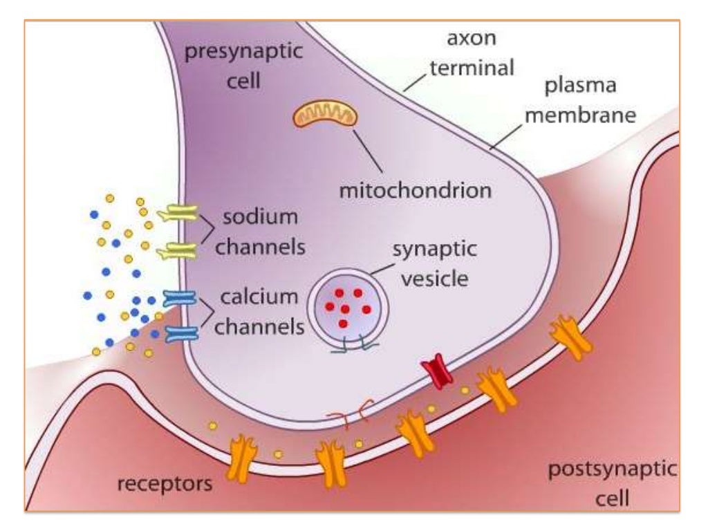 Neurotransmitters and its mechanism of action
