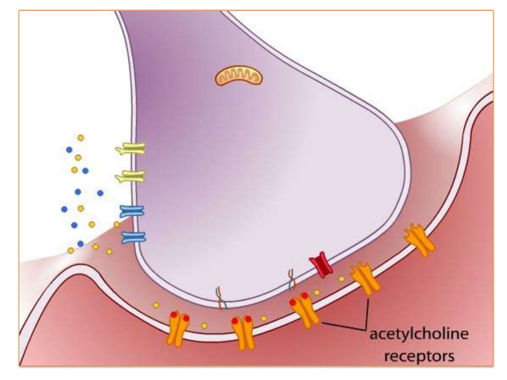 Neurotransmitters Mechanism Of Action