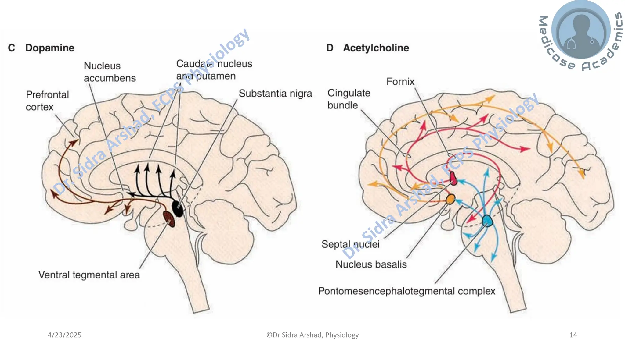 The Physiology of Central Nervous System - Neurotransmitters and ...
