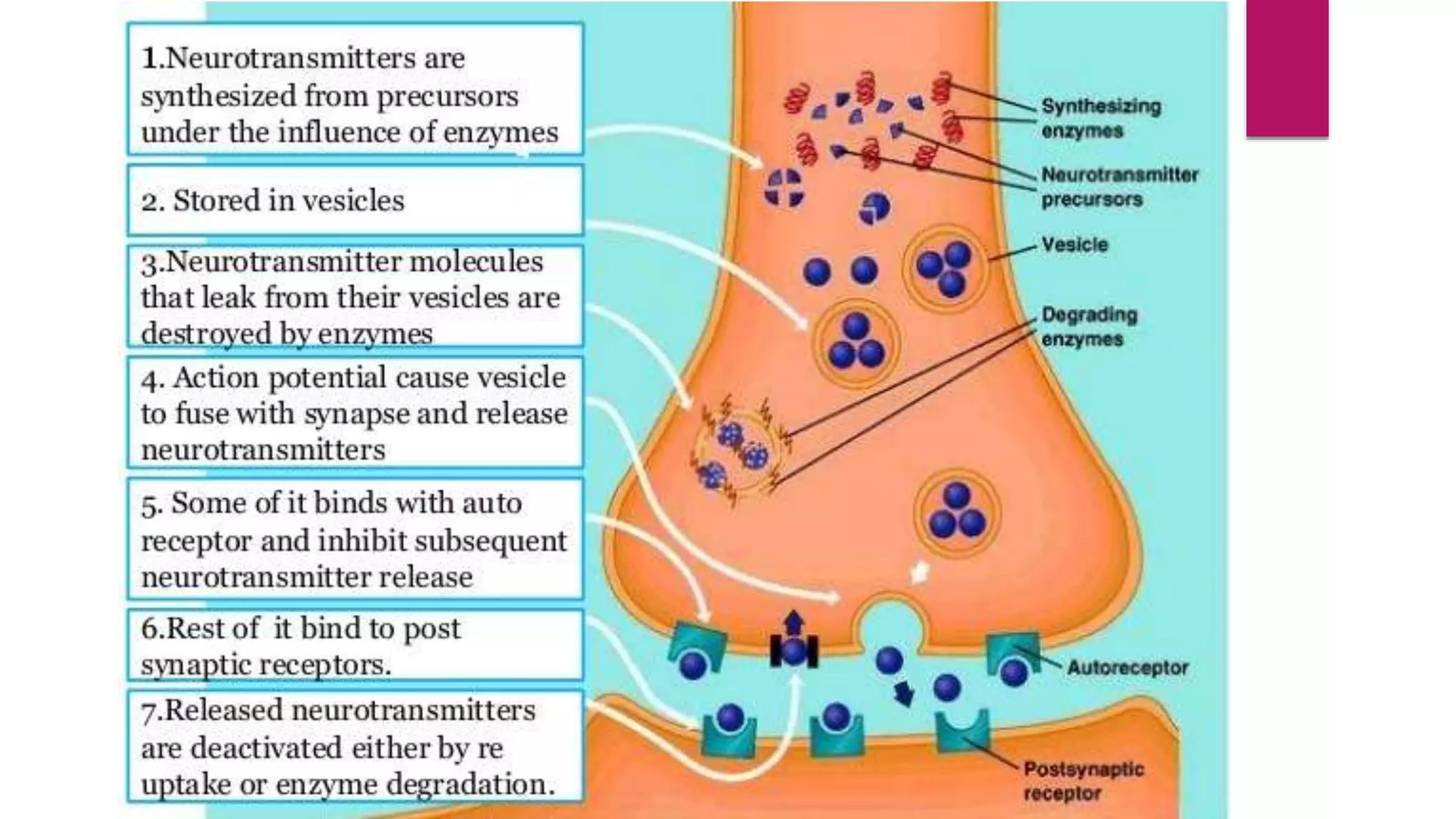 Neurotransmitters and receptor | PPTX