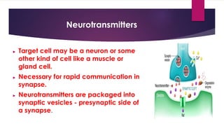 Neurotransmitters and receptor | PPTX