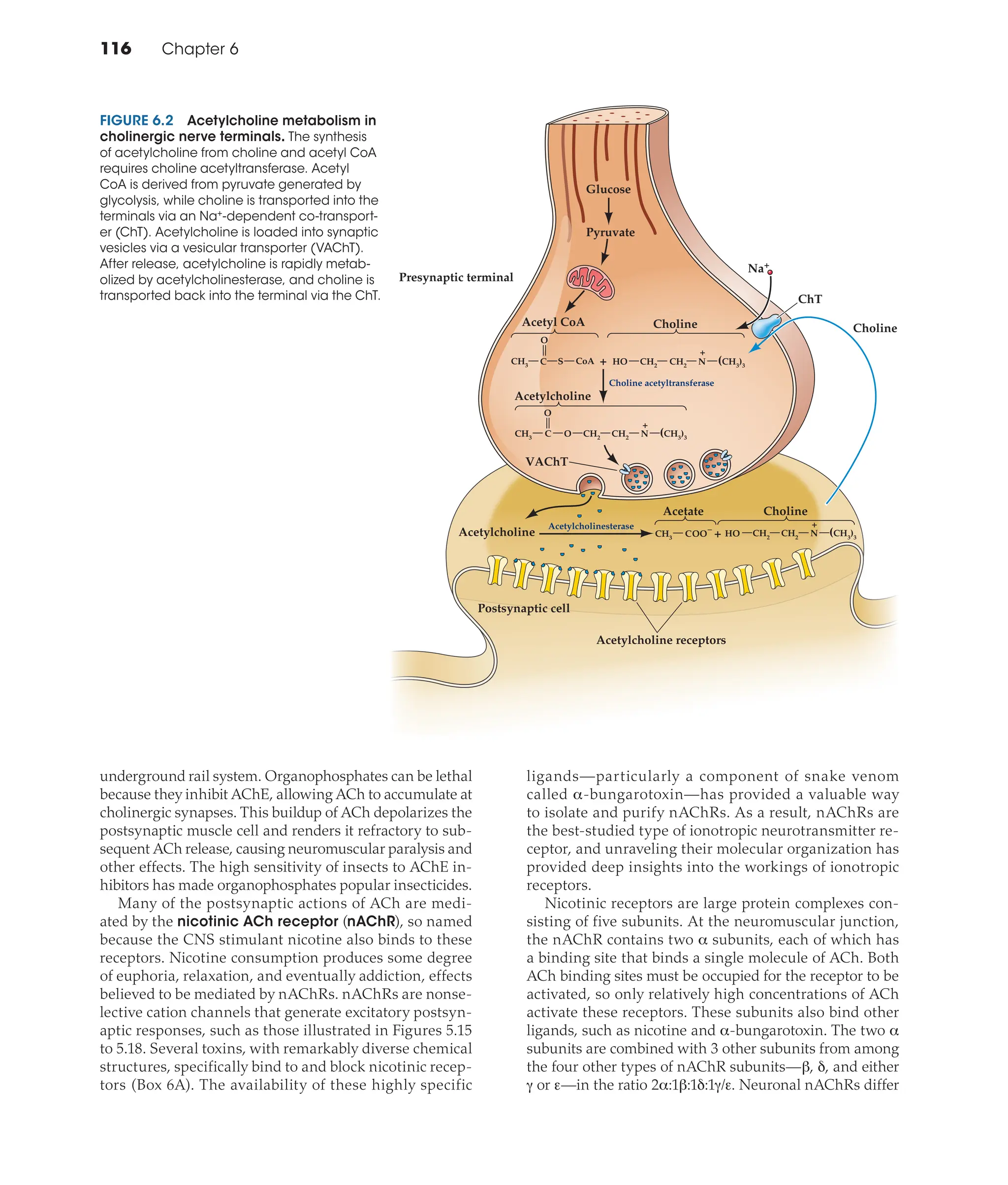 Neurotransmitters and their receptors - Dale Purves et al. (eds.) - Neuroscience (2018, Sinauer ...