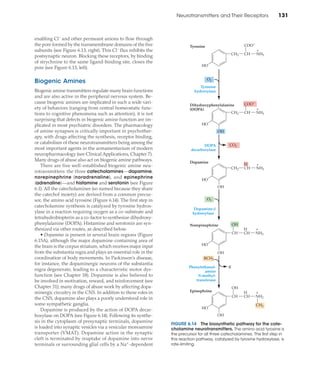 Neurotransmitters and their receptors - Dale Purves et al. (eds ...