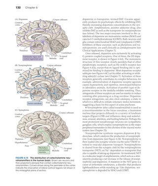 Neurotransmitters and their receptors - Dale Purves et al. (eds ...
