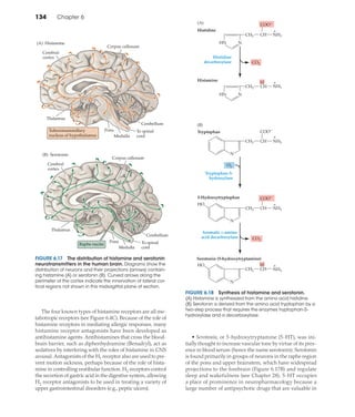Neurotransmitters and their receptors - Dale Purves et al. (eds ...