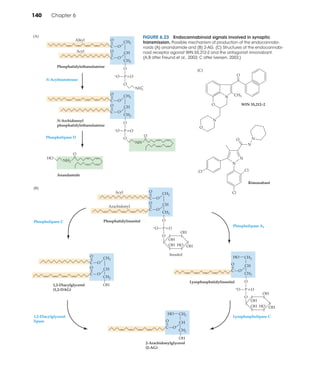 Neurotransmitters and their receptors - Dale Purves et al. (eds ...
