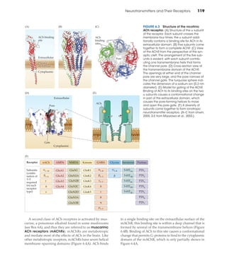 Neurotransmitters and their receptors - Dale Purves et al. (eds ...