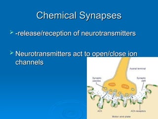 neurotransmittersand_the_synaps ppte.ppt
