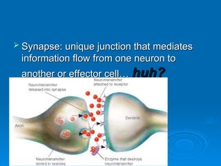 neurotransmittersand_the_synaps ppte.ppt