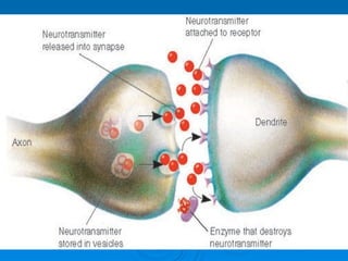 neurotransmittersand_the_synaps ppte.ppt