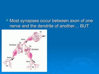 neurotransmittersand_the_synaps ppte.ppt