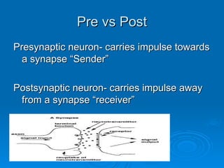 neurotransmittersand_the_synaps ppte.ppt