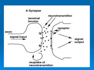 neurotransmittersand_the_synaps ppte.ppt