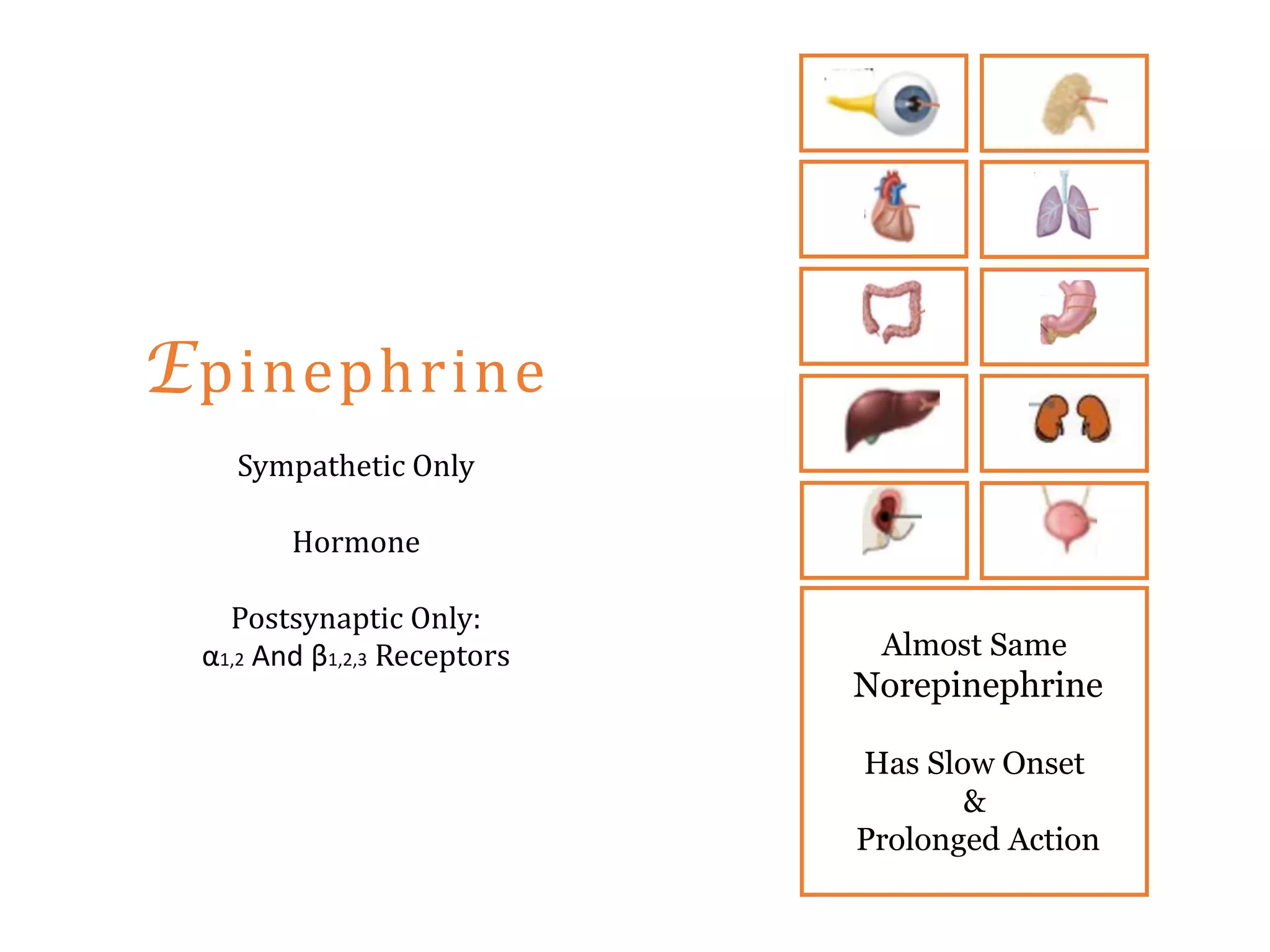 Neurotransmitters of autonomic nervous system | PDF