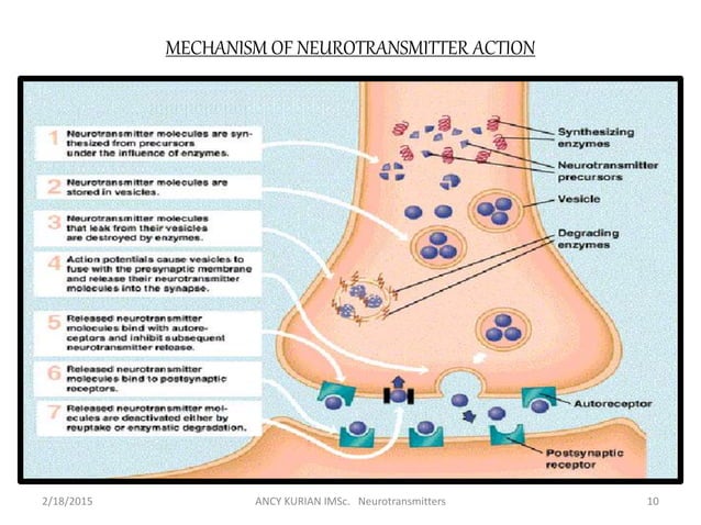 Neurotransmitters | PPT