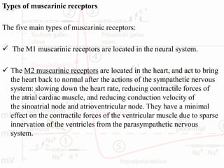 NEUROTRANSMITTERS & RECEPTORS IN ANS | PPTX