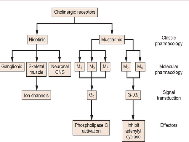 NEUROTRANSMITTERS & RECEPTORS IN ANS | PPTX | Brain and Nervous System Disorders | Diseases and ...
