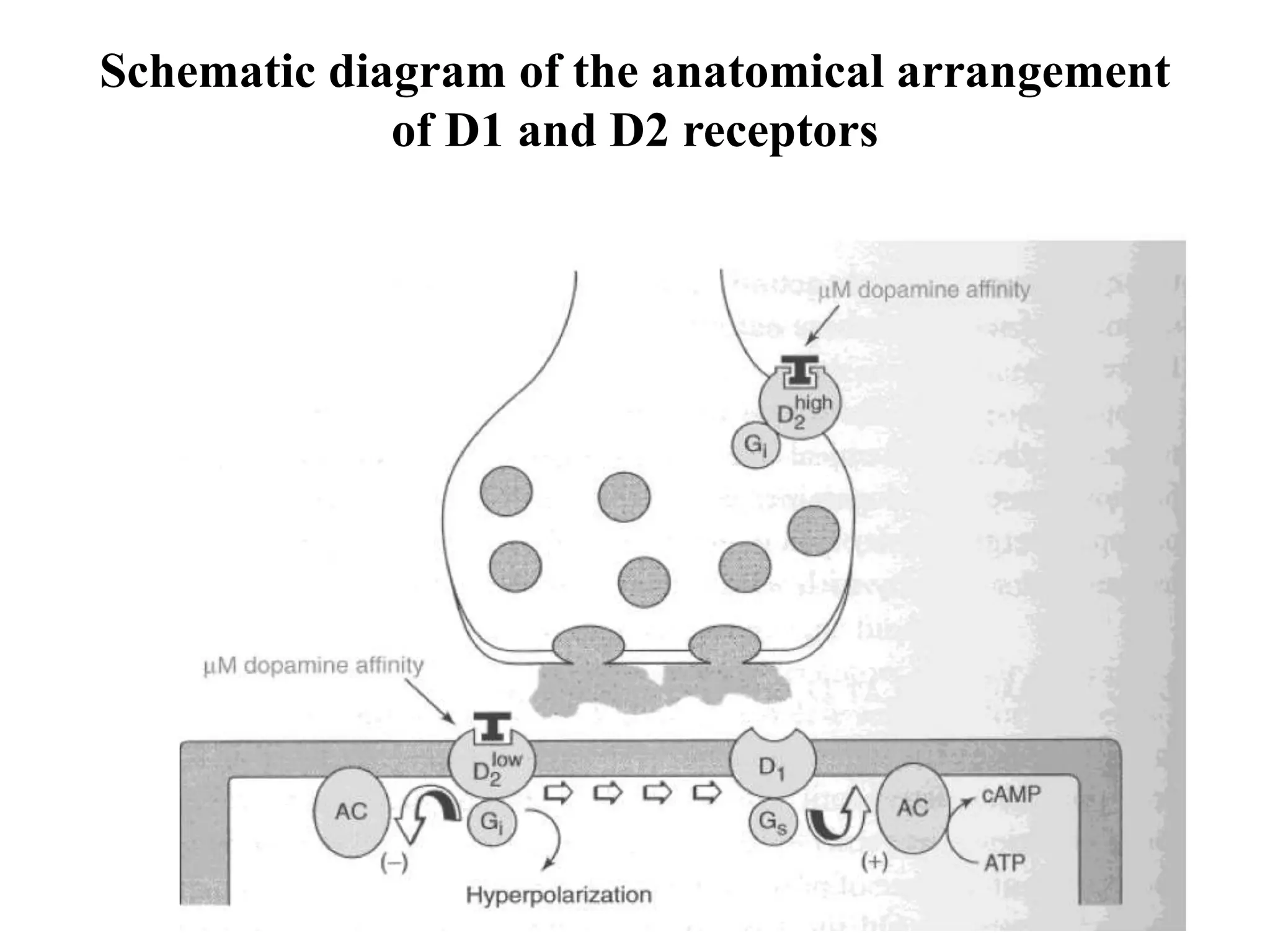 Neurotransmitter systems of the brain and their functions | PPTX