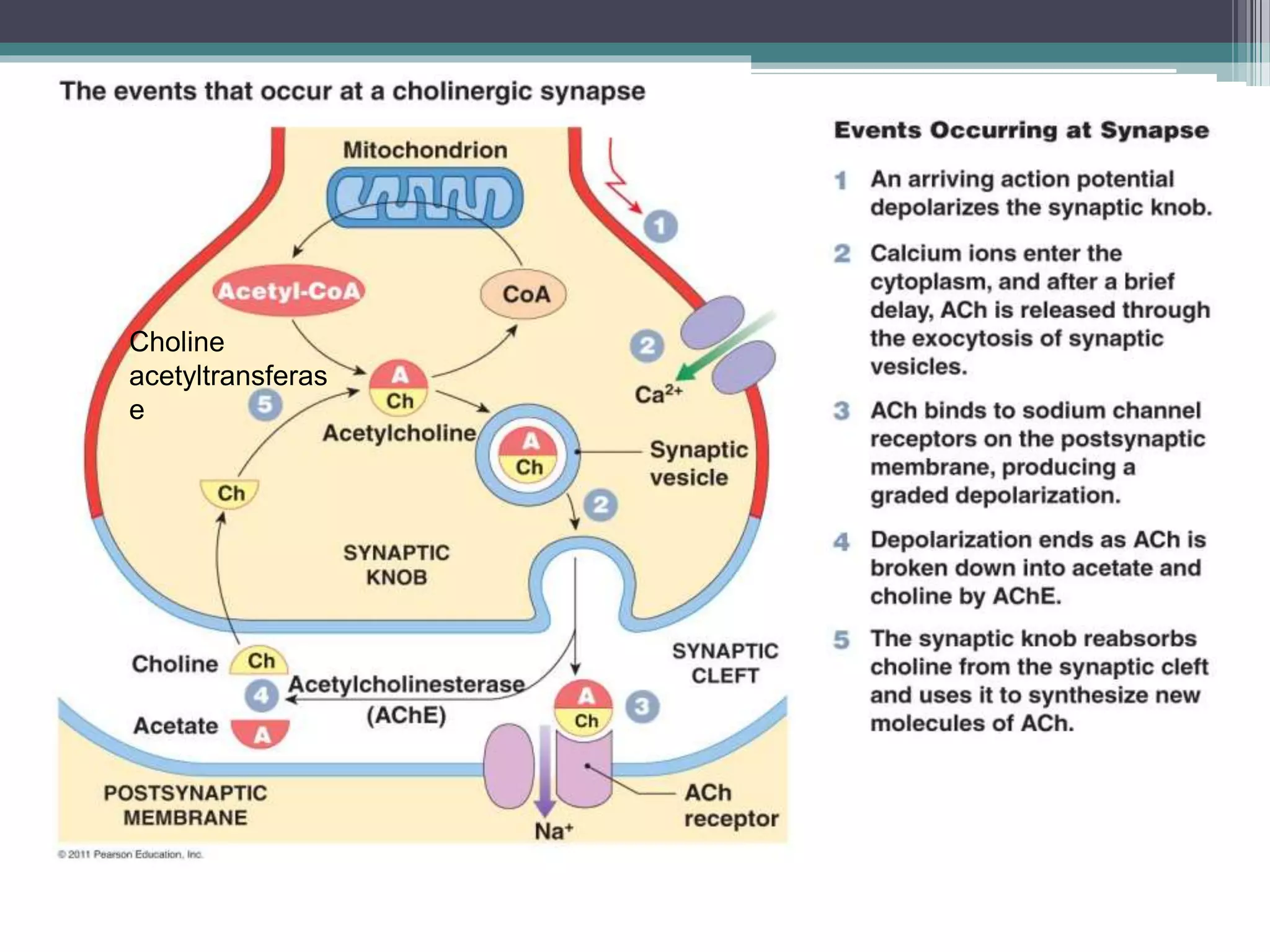 Neurotransmitter systems | PPTX