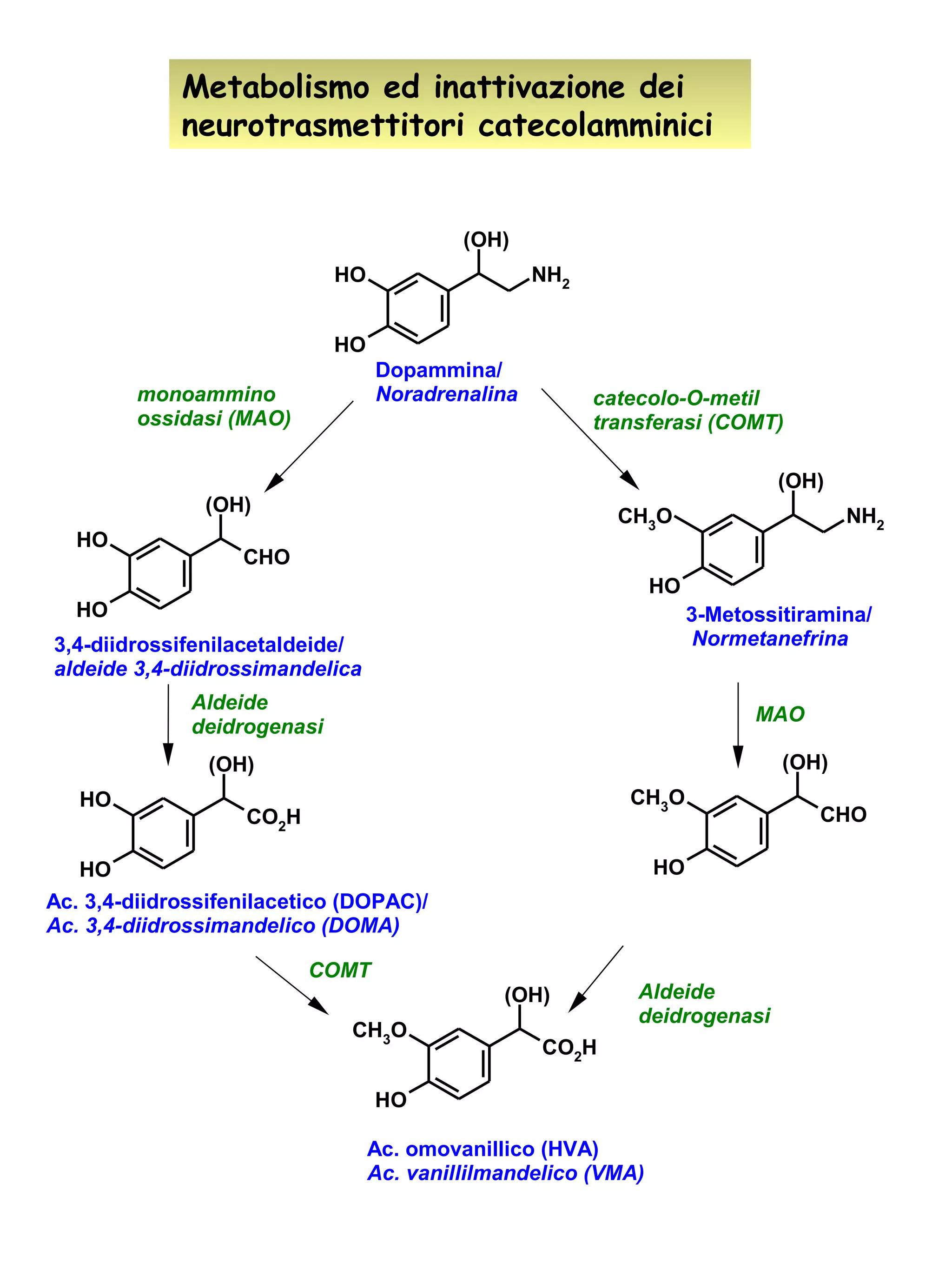 Neurotrasmettitori m | PPT