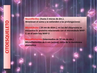 Neurotrasmisores | PPTX