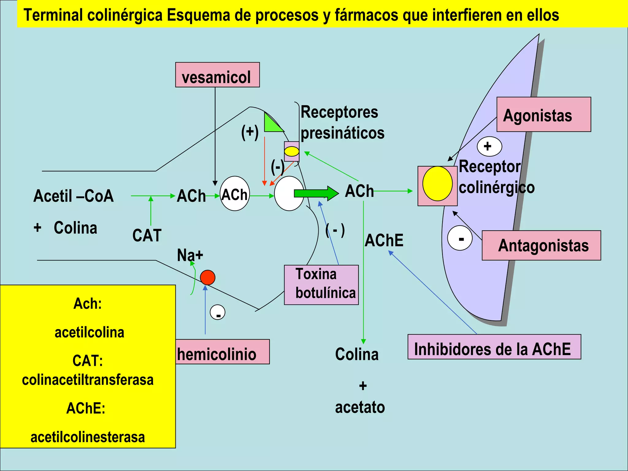 Neurotrasmisores y sistema colinergico | PPT