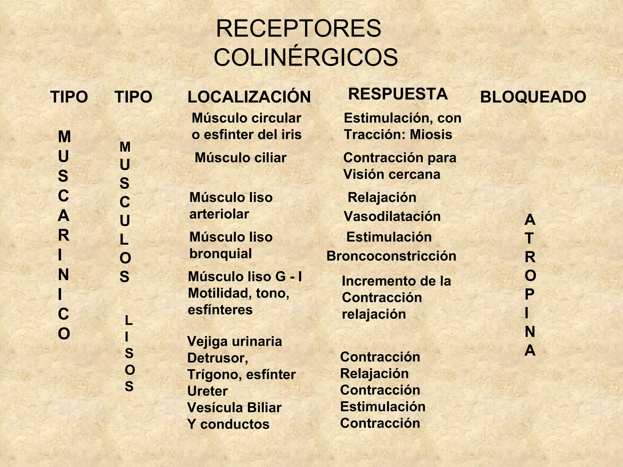 Neurotrasmisores y sistema colinergico | PPT
