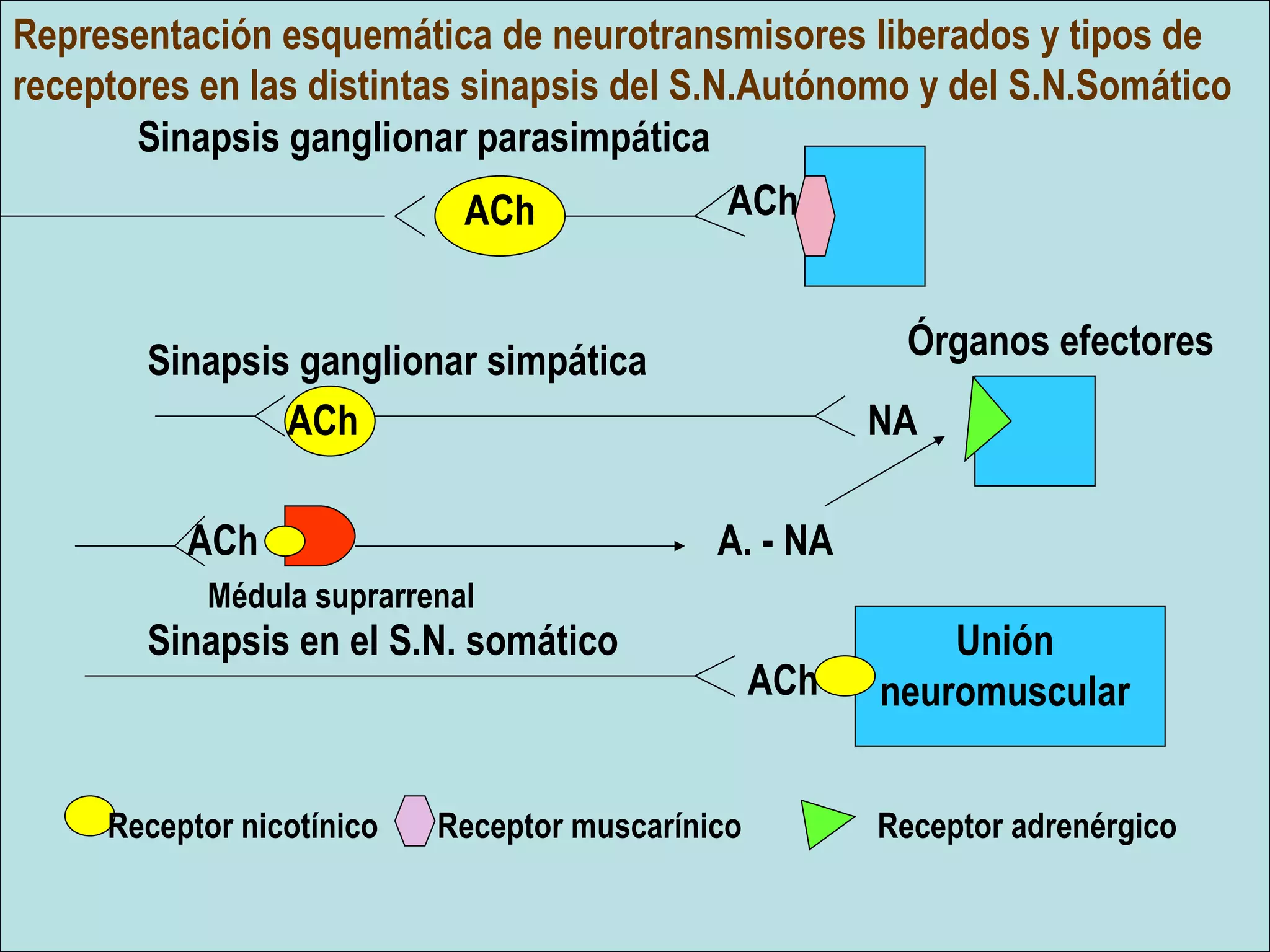 Neurotrasmisores y sistema colinergico | PPT