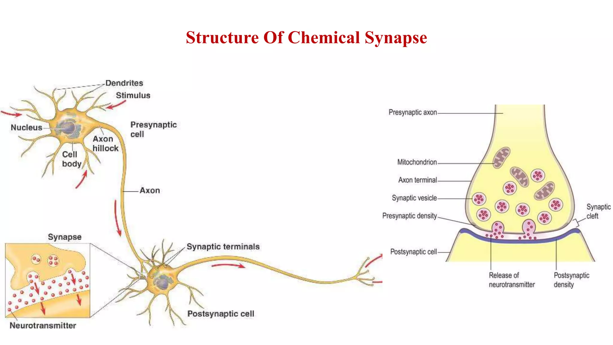 Neurotrasmitter, synapse and reflex | PPTX | Brain and Nervous System ...