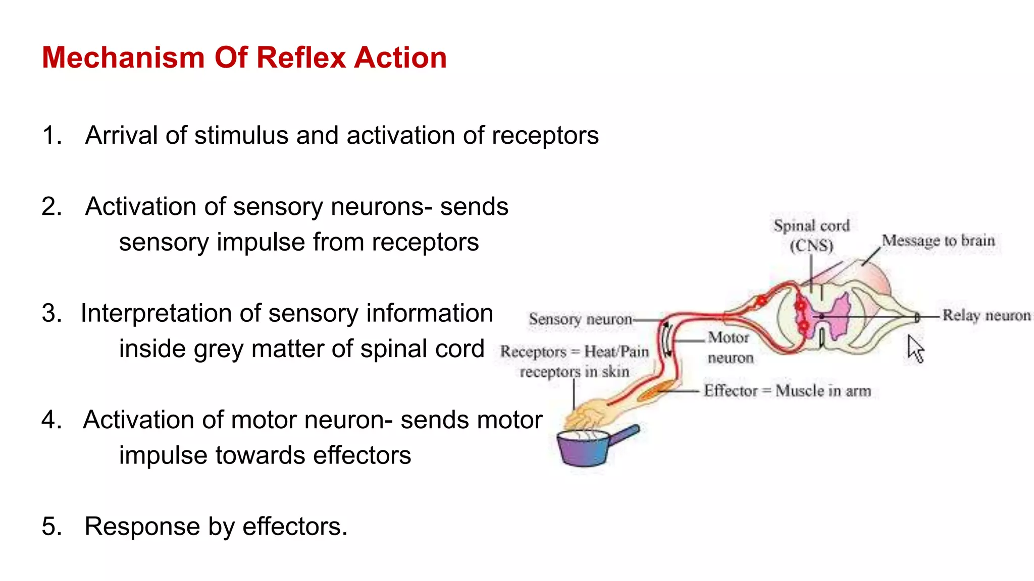Neurotrasmitter, synapse and reflex | PPTX | Brain and Nervous System ...