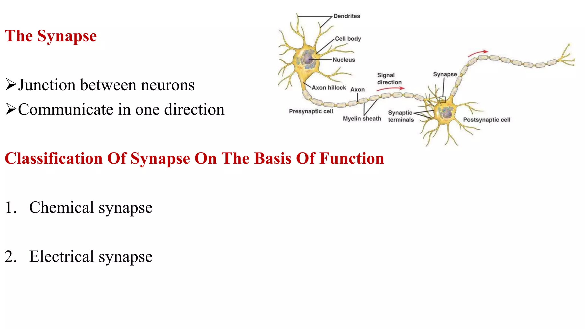 Neurotrasmitter, synapse and reflex | PPTX | Brain and Nervous System ...
