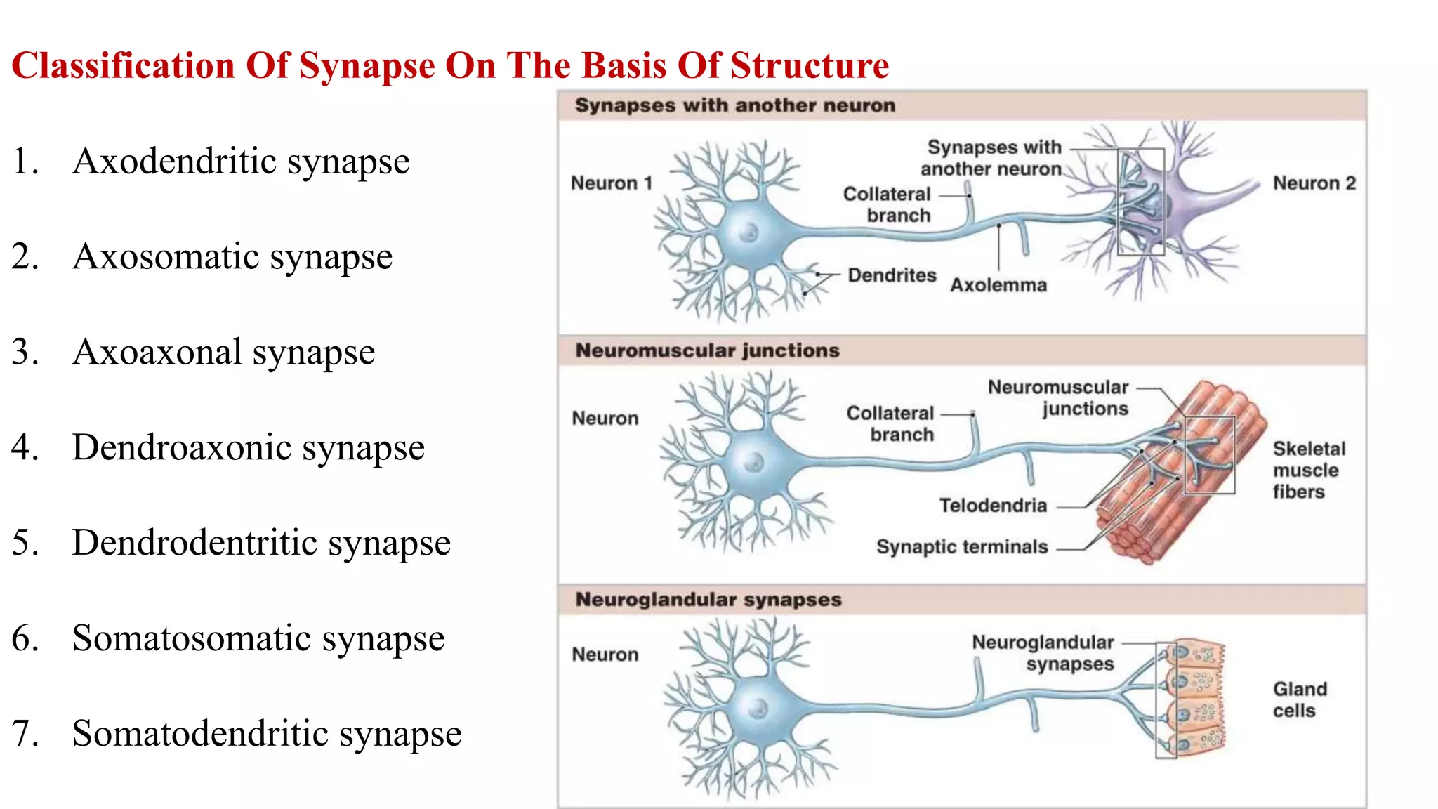 Neurotrasmitter, synapse and reflex | PPTX | Brain and Nervous System ...