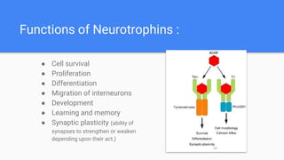 Neurotrophic factors | PPTX