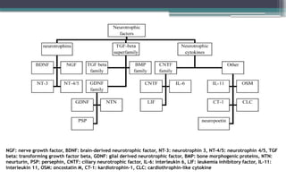 Neurotrophic Factors | PPTX