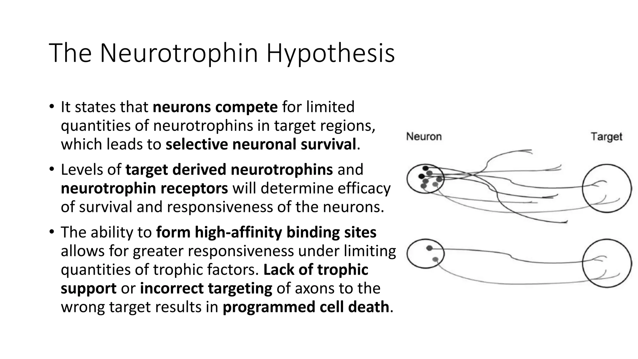 Neurotrophic Factors Presentation.pptx