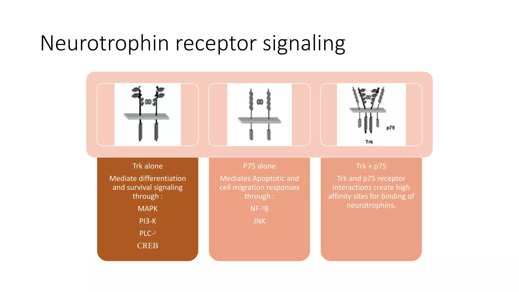 Neurotrophic Factors Presentation.pptx
