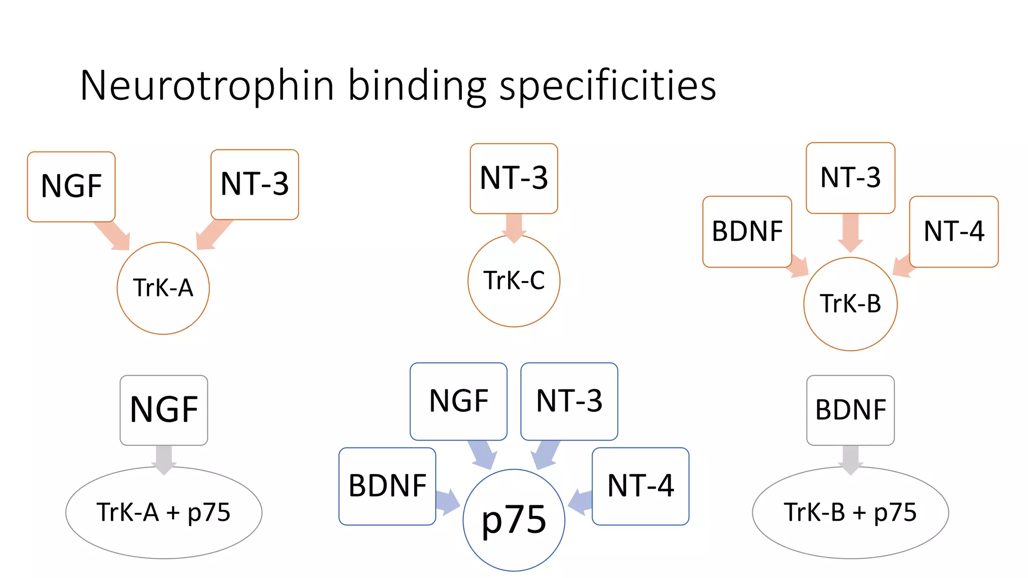 Neurotrophic Factors Presentation.pptx
