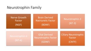 Neurotrophic Factors Presentation.pptx