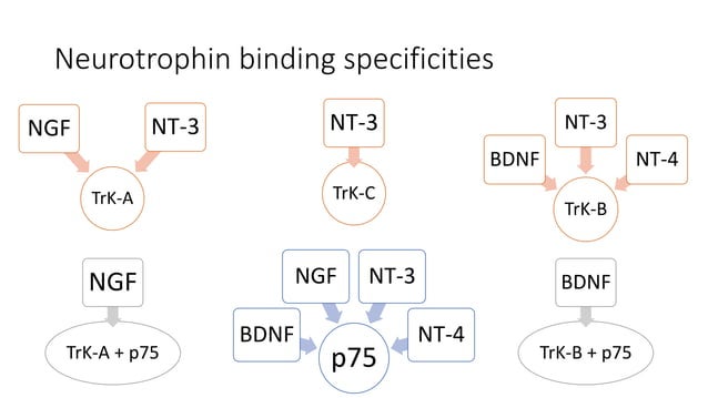 Neurotrophic Factors Presentation.pptx