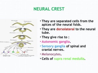 NEUROTUBE DEFECTS SURGERY OF NEUROSURGERY.ppt