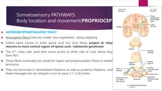 sensory and motor systems | PPTX
