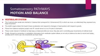 sensory and motor systems | PPTX